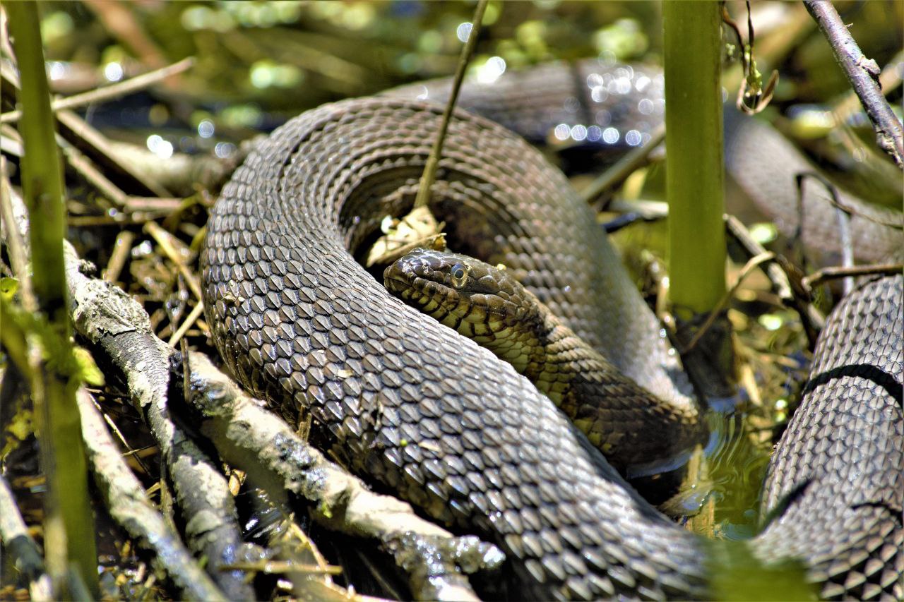 What wild animals live in Cyprus?