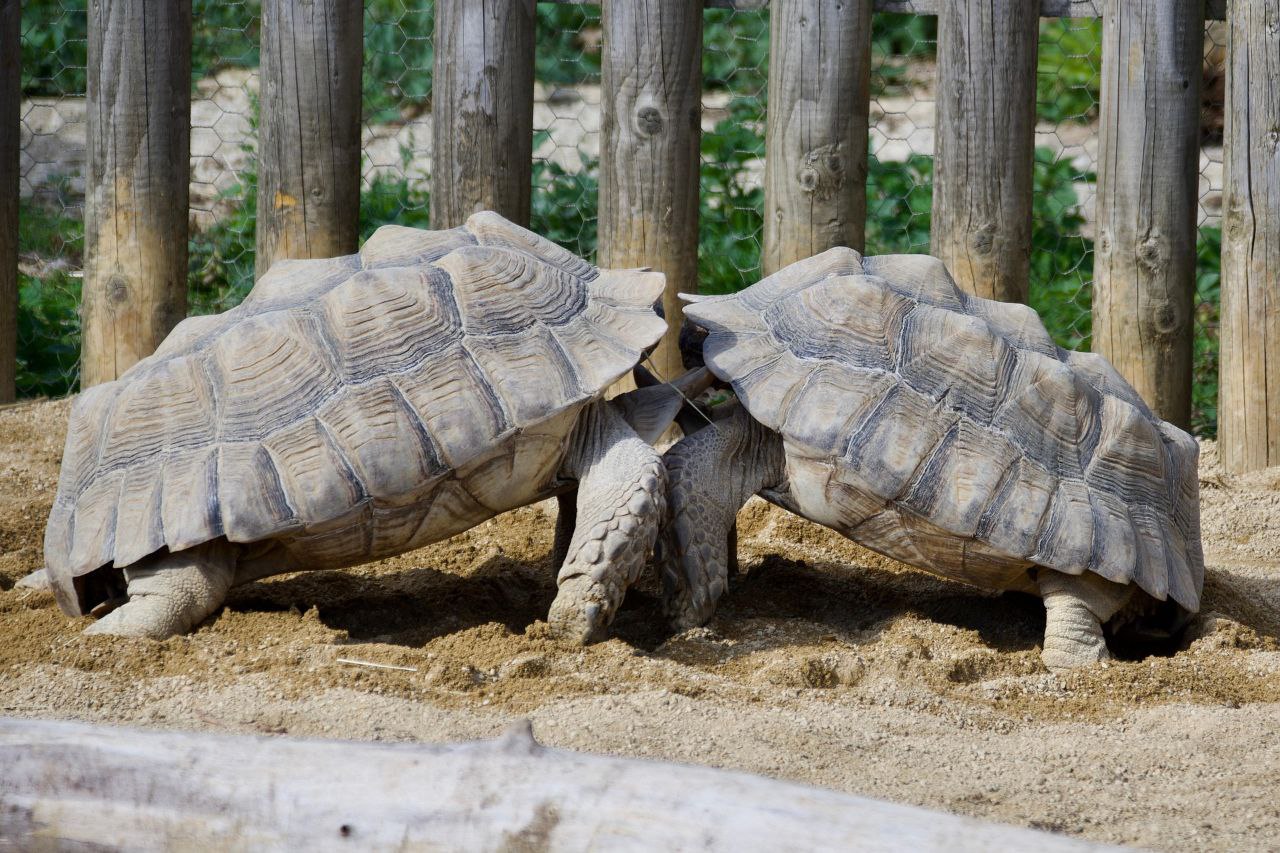 Where to see sea turtles in Cyprus – beaches and nature reserves