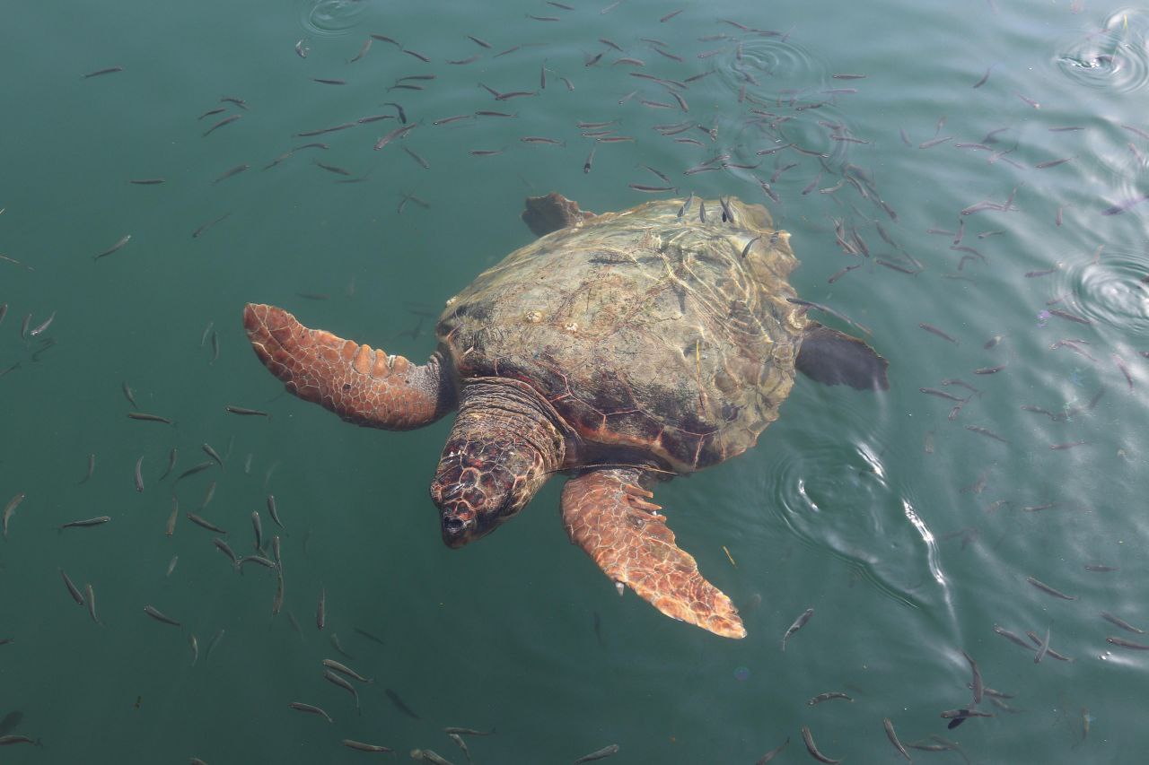 Where to see sea turtles in Cyprus – beaches and nature reserves