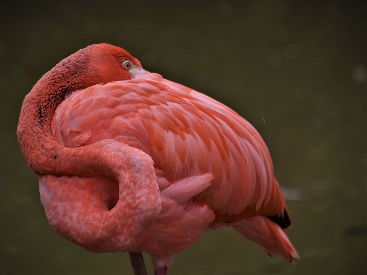 What wild animals live in Cyprus?